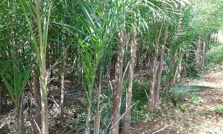 Conheça a Guariroba: fonte de fibras, vitaminas e gorduras boas ...